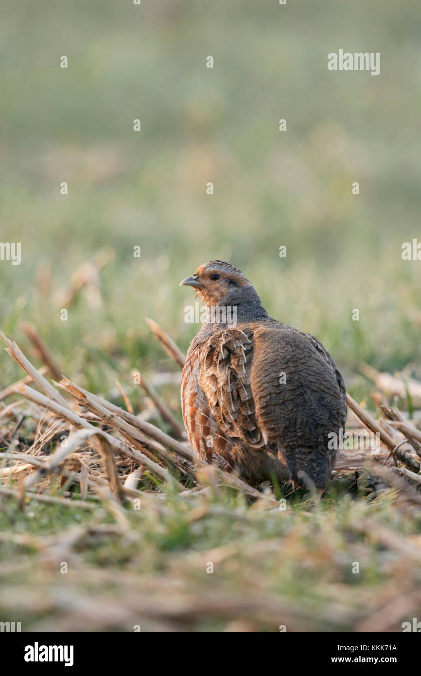 Grey Partridge / Rebhuhn ( Perdix perdix ), adult in early morning ...
