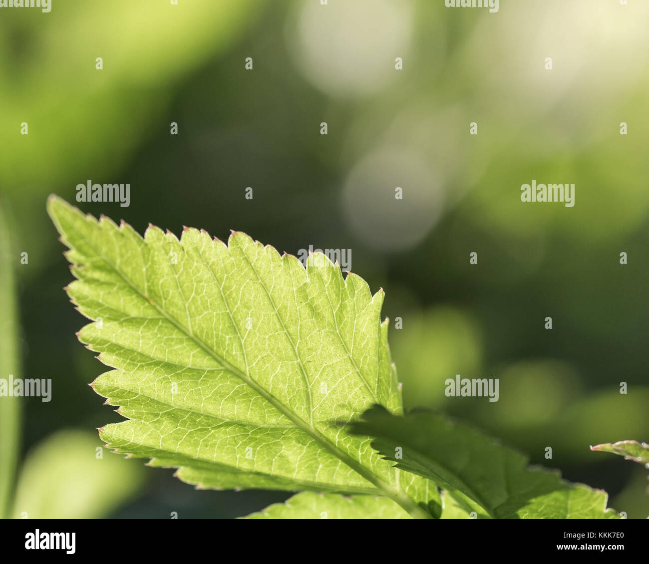 Spring blue flower with green leaves background Stock Photo - Alamy