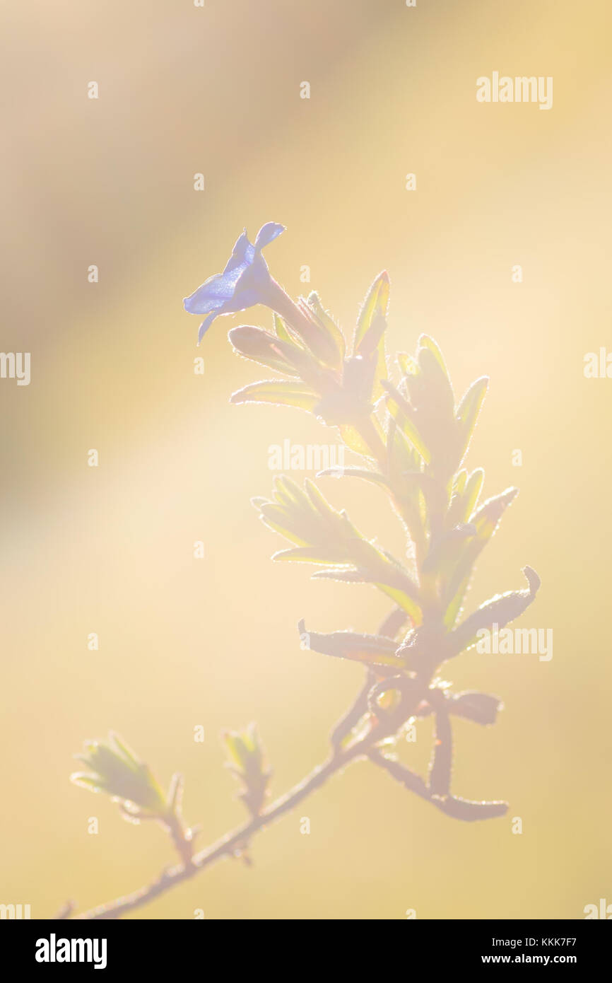 Spring blue flower with green leaves background Stock Photo - Alamy