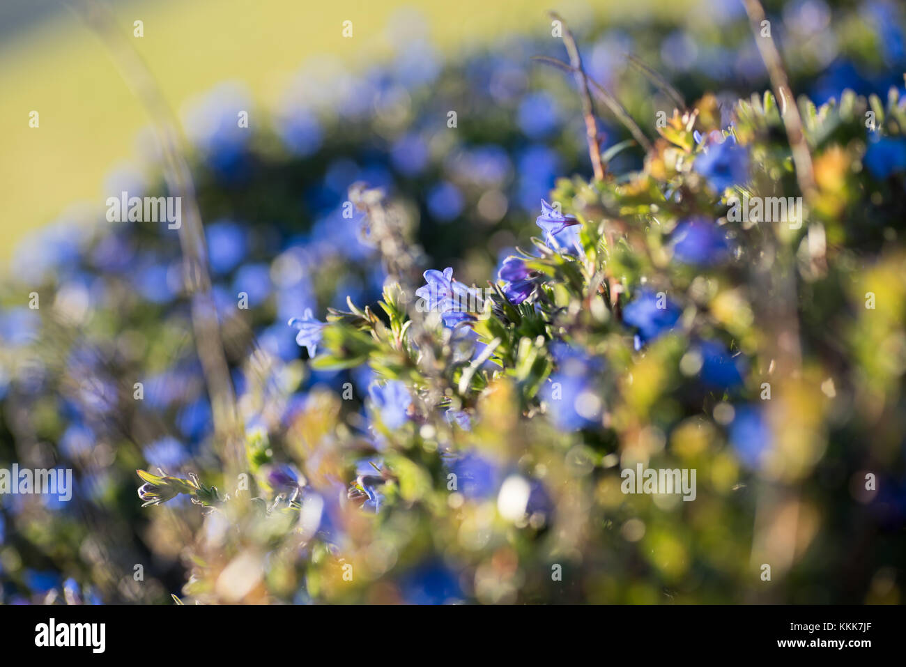 Spring blue flower with green leaves background Stock Photo - Alamy