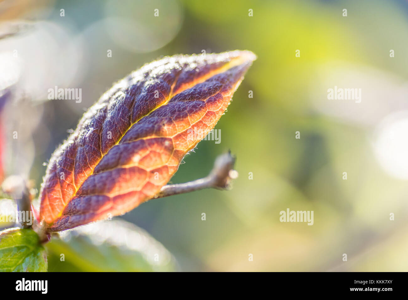 Isolated colorful leaf Stock Photo - Alamy