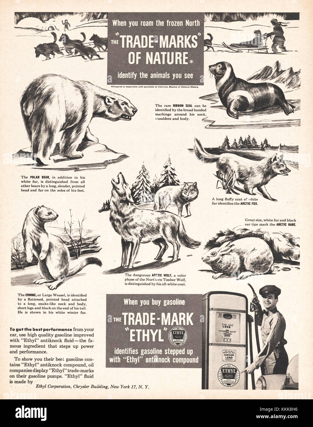 1948 U.S. Magazine Ethyl Gasoline Advert Stock Photo - Alamy