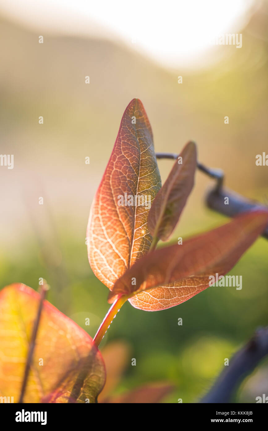 Isolated colorful leaf Stock Photo - Alamy