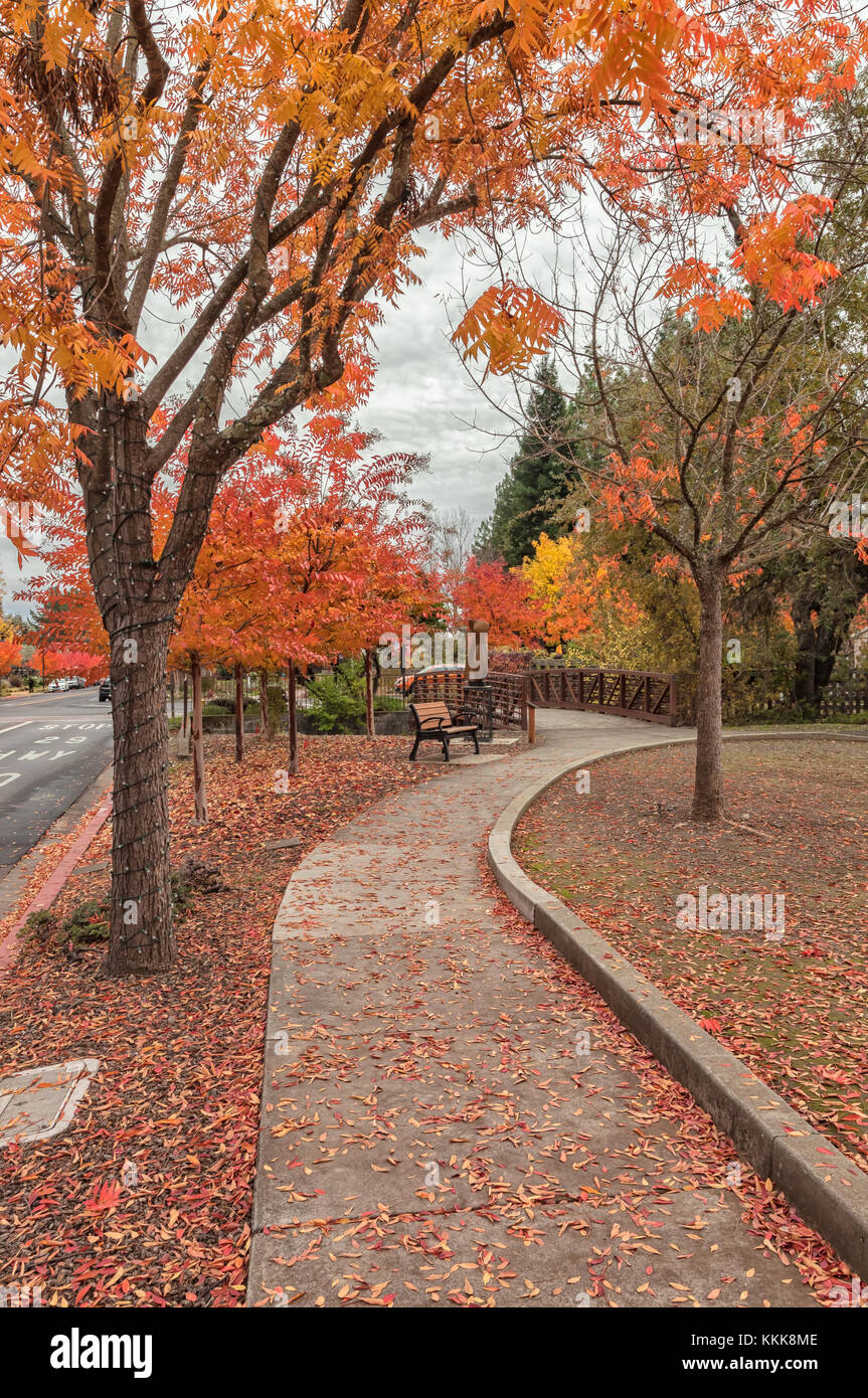 Chinese pistache (Pistacia chinensis),in their fall colors, on the ...