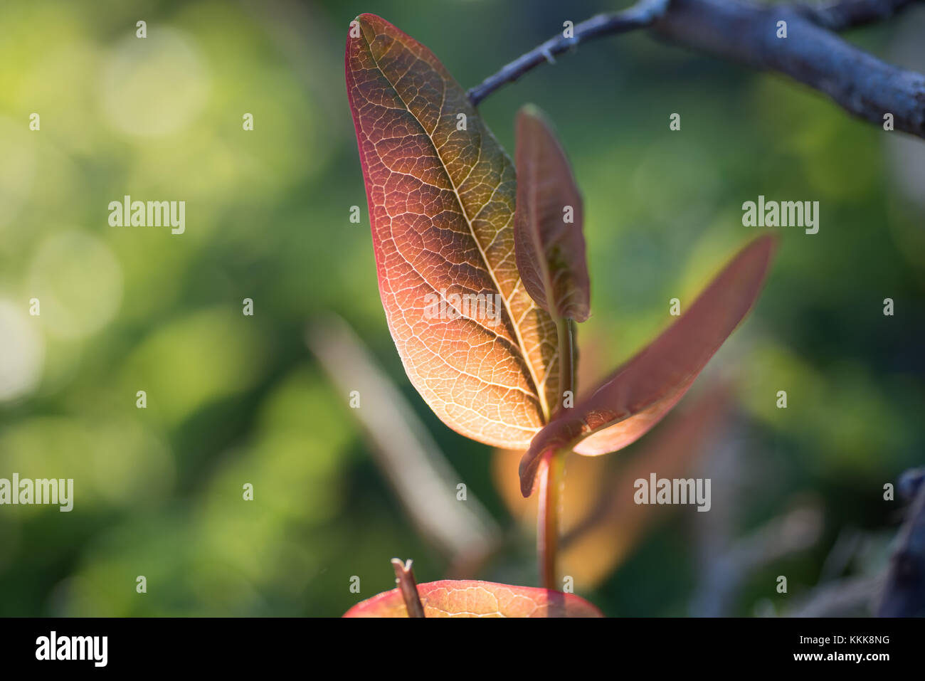 Isolated colorful leaf Stock Photo - Alamy