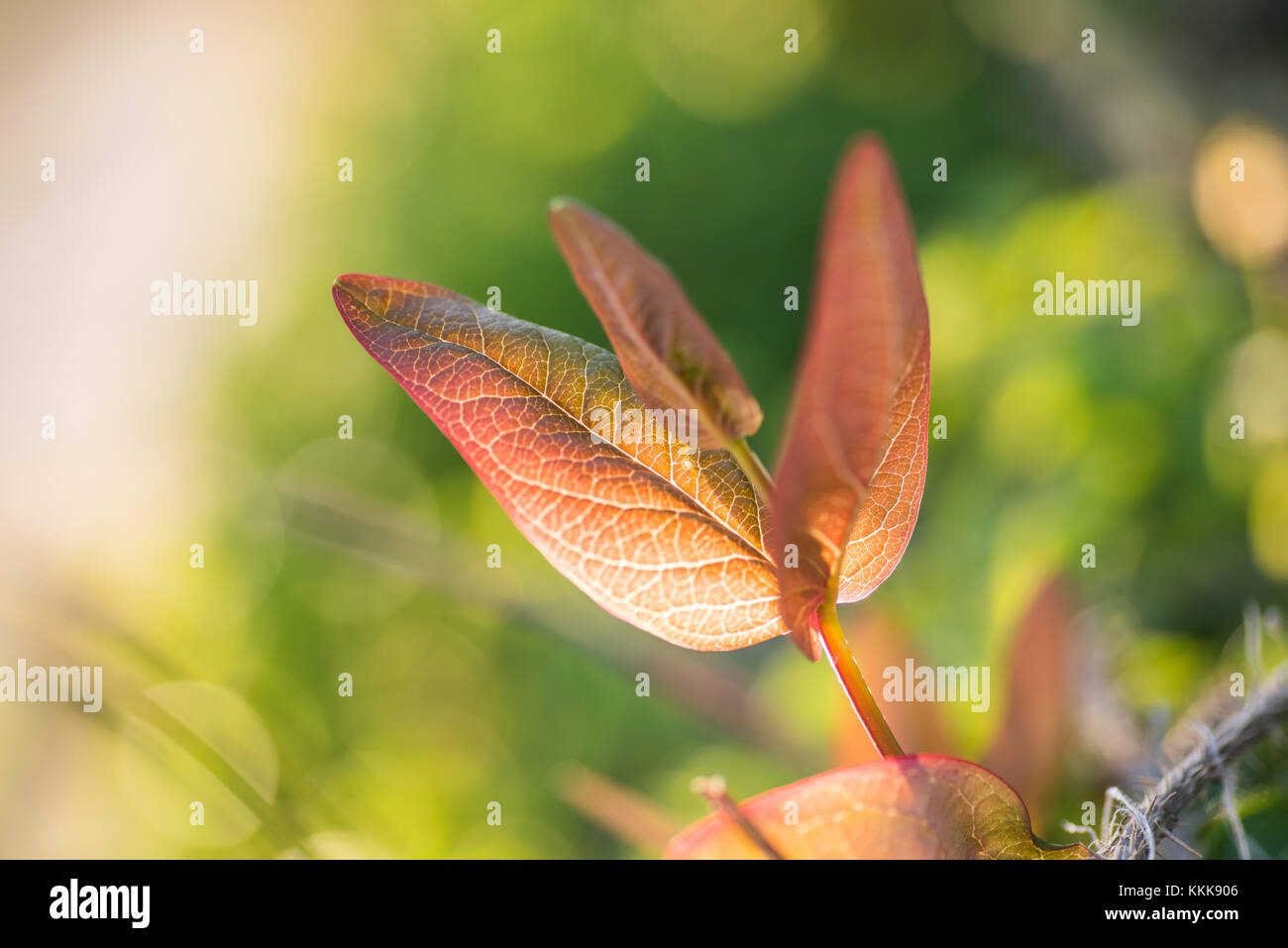 Isolated colorful leaf Stock Photo - Alamy
