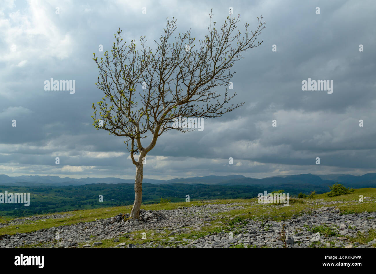 Scout scar hi-res stock photography and images - Alamy