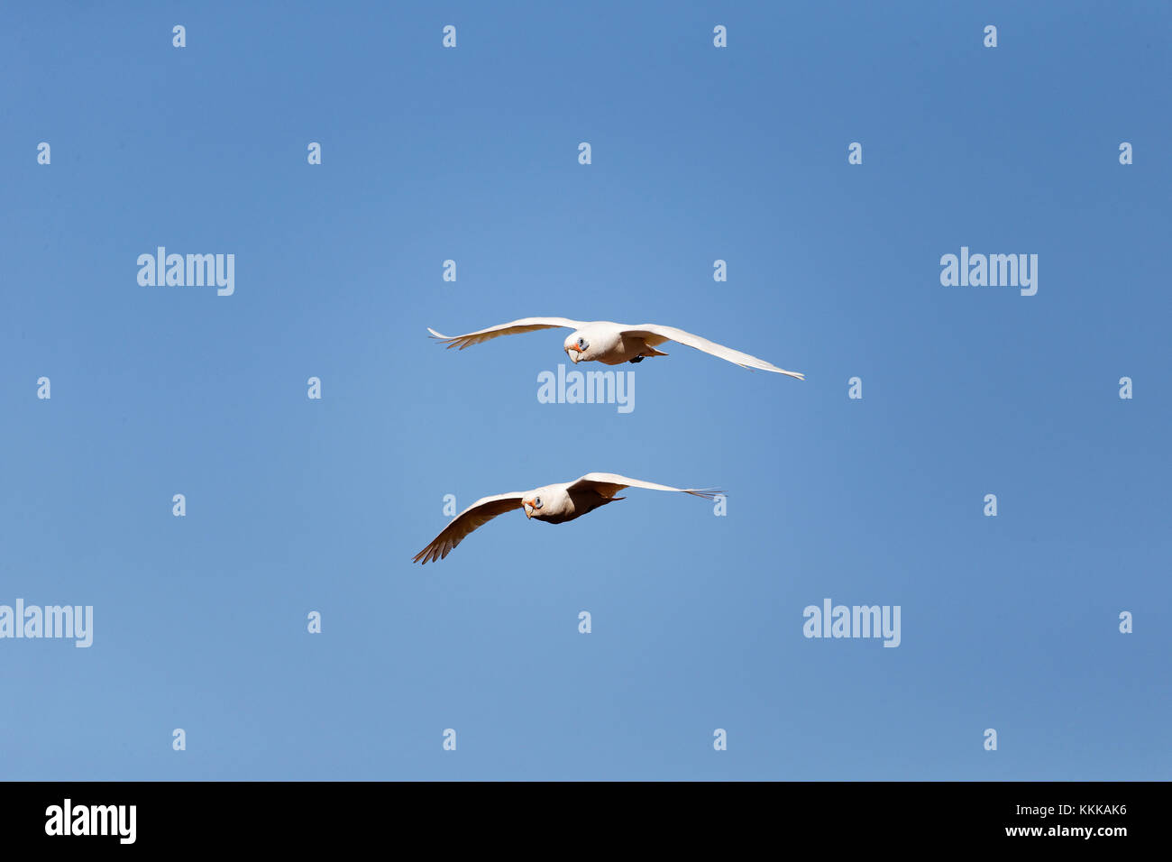 Cacatua pastinator sanguinea hi-res stock photography and images - Alamy