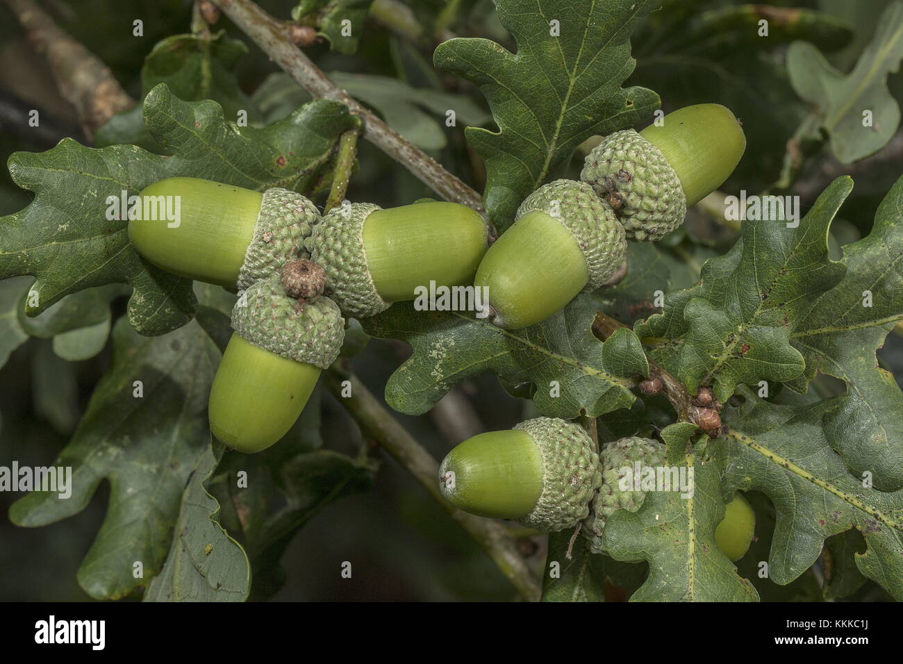 Ripe acorns of Common Oak, Quercus robur in late summer Stock Photo - Alamy