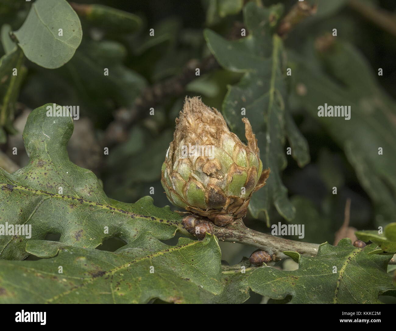 Artichoke Gall, on oak, caused by Artichoke Gall Wasp, Andricus ...