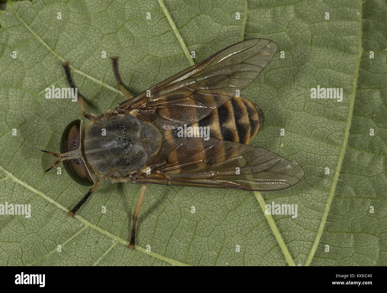 Dark Giant Horsefly, Tabanus sudeticus, settled on leaf Stock Photo - Alamy