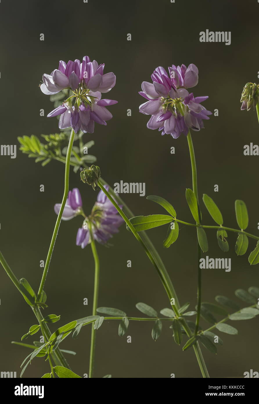 Crown vetch, Securigera varia, in flower. Naturalised in UK Stock Photo ...