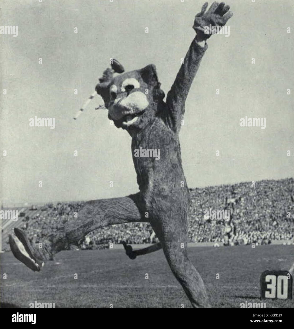 *Willie the Wildcat*, the mascot of Kansas State University, in a 1961 ...