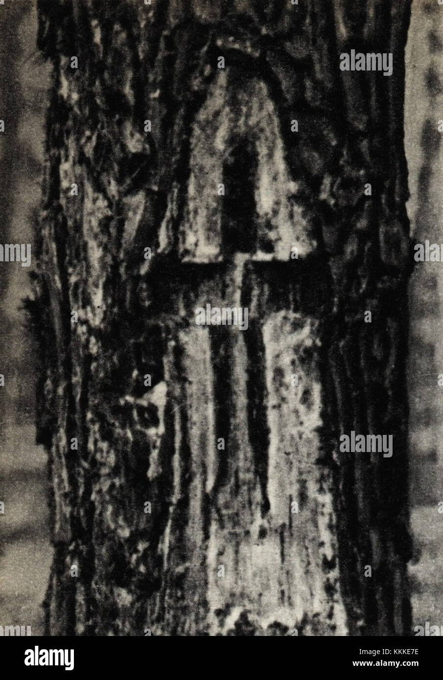 The investigation site at Palmiry, Poland, where mass executions ...