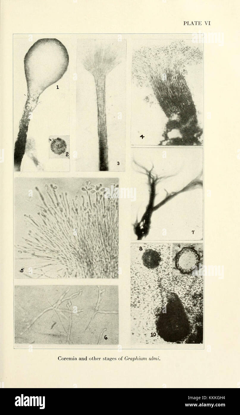 Ophiostoma ulmi coremium refers to a fungal species related to the elm ...