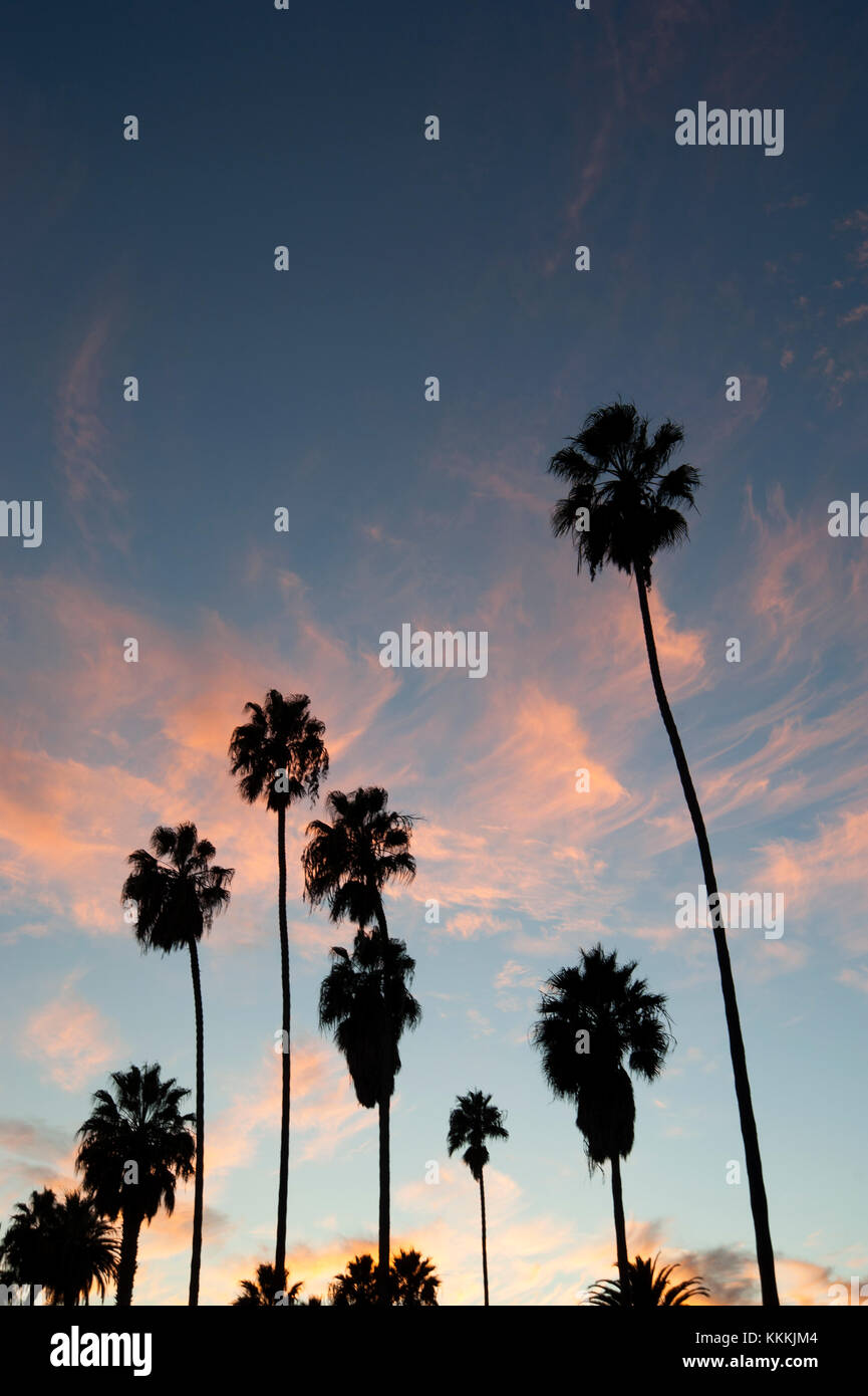 Palm Trees line the ocean front parkway in Santa Barbara, CA Stock ...