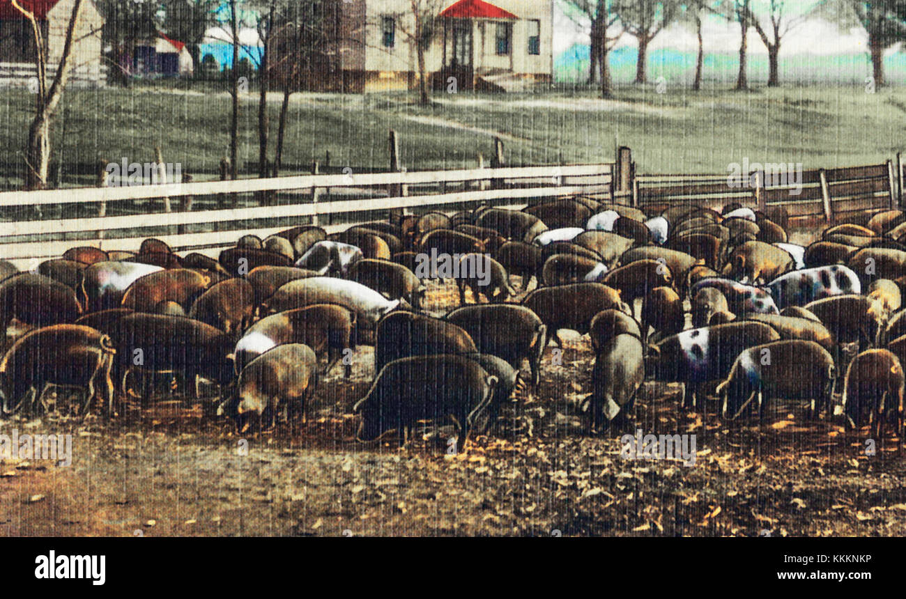 A description of Smithfield, Virginia hams, which are produced from ...