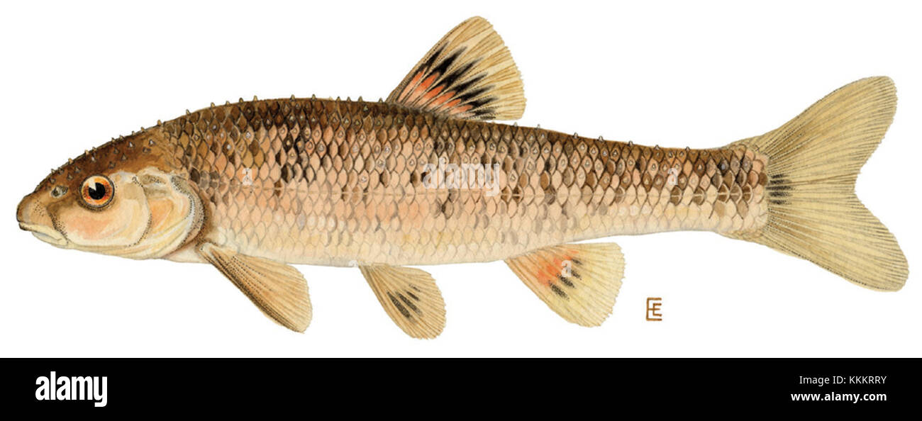 Central Stoneroller Preserved