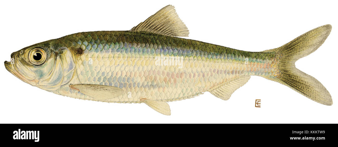 Alewife alosa pseudoharengus hi-res stock photography and images - Alamy