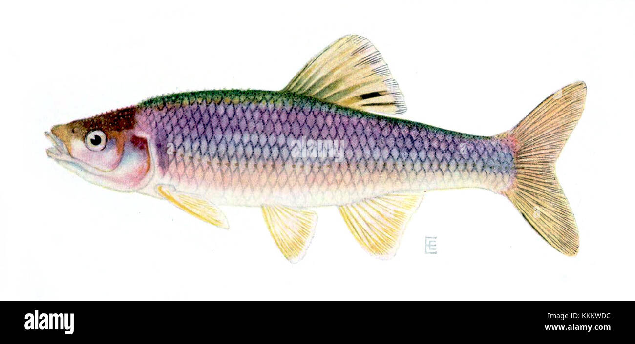 Cyprinella whipplei hi-res stock photography and images - Alamy