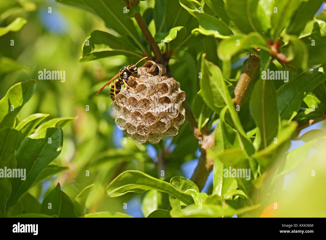 Tree wasp or paper wasp on its nest and building it very close up Latin ...