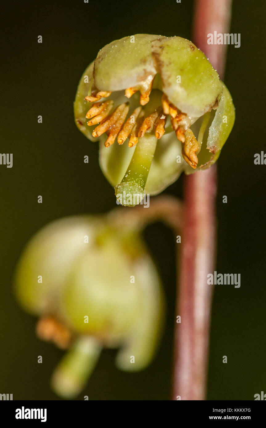 Pyrola virens hi-res stock photography and images - Alamy