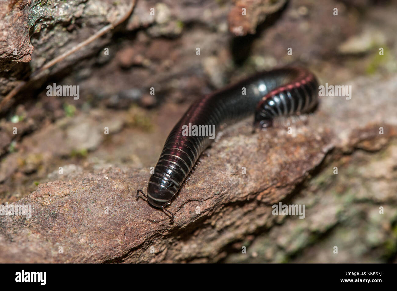 Millipede worm hi-res stock photography and images - Alamy