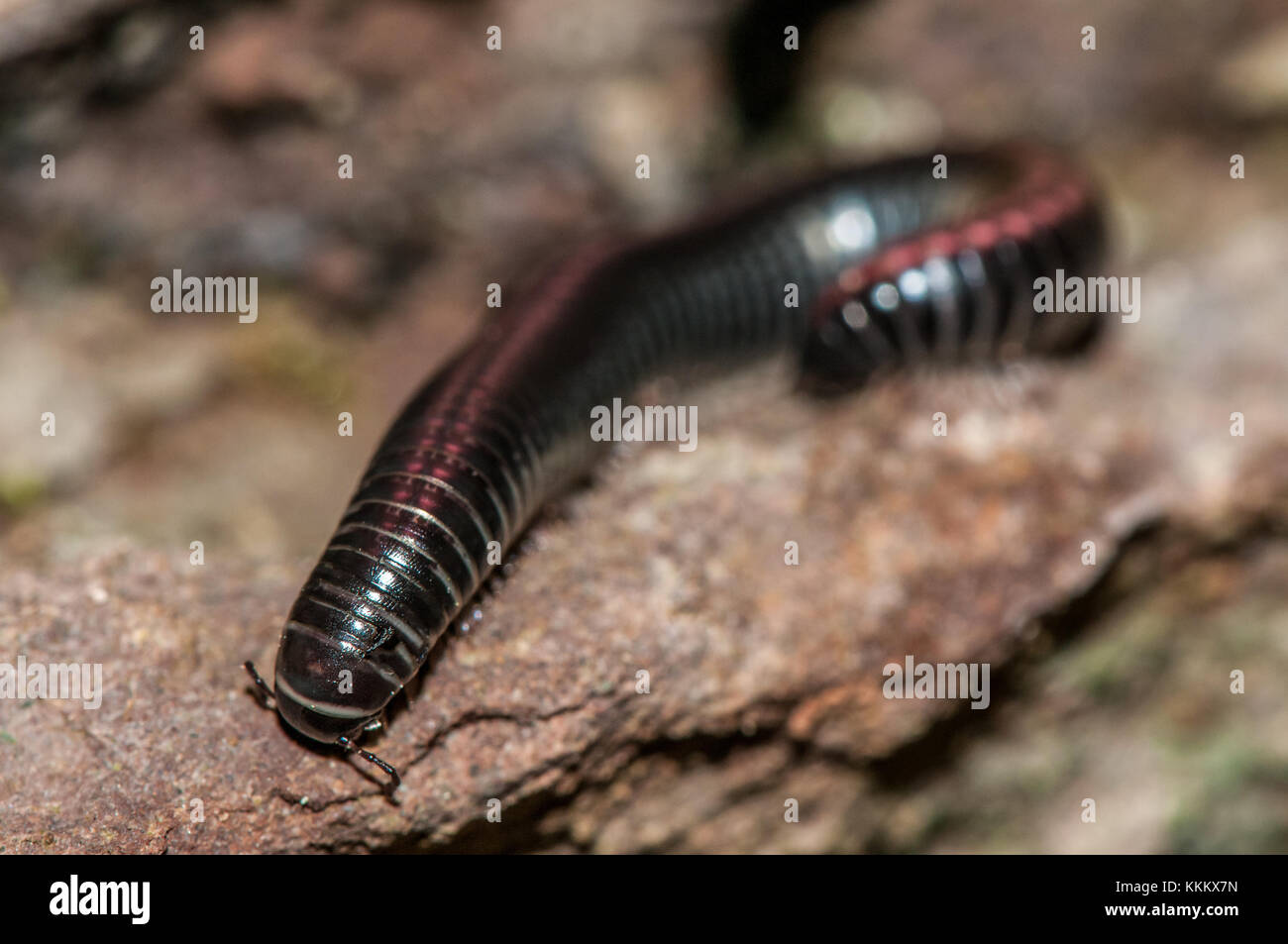 Millipede animal wildlife hi-res stock photography and images - Alamy
