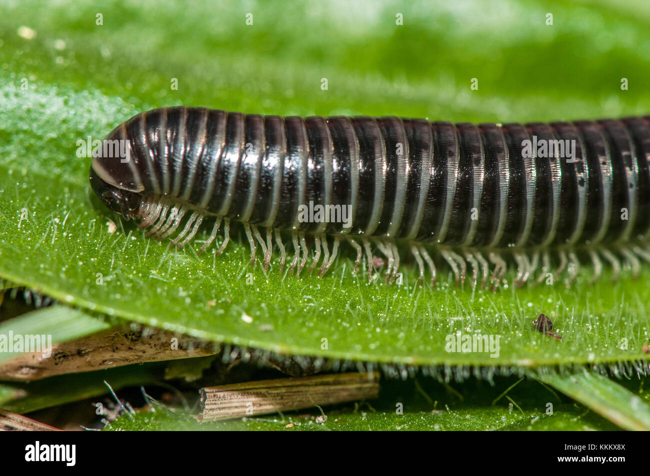 millipede, Julus terrestris on a leaf Stock Photo - Alamy
