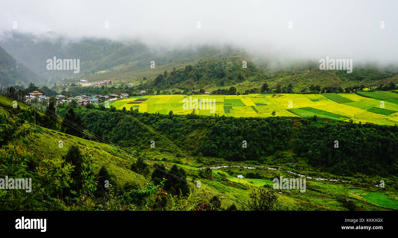 View of terraced rice field with mountain background in Bhutan Stock ...