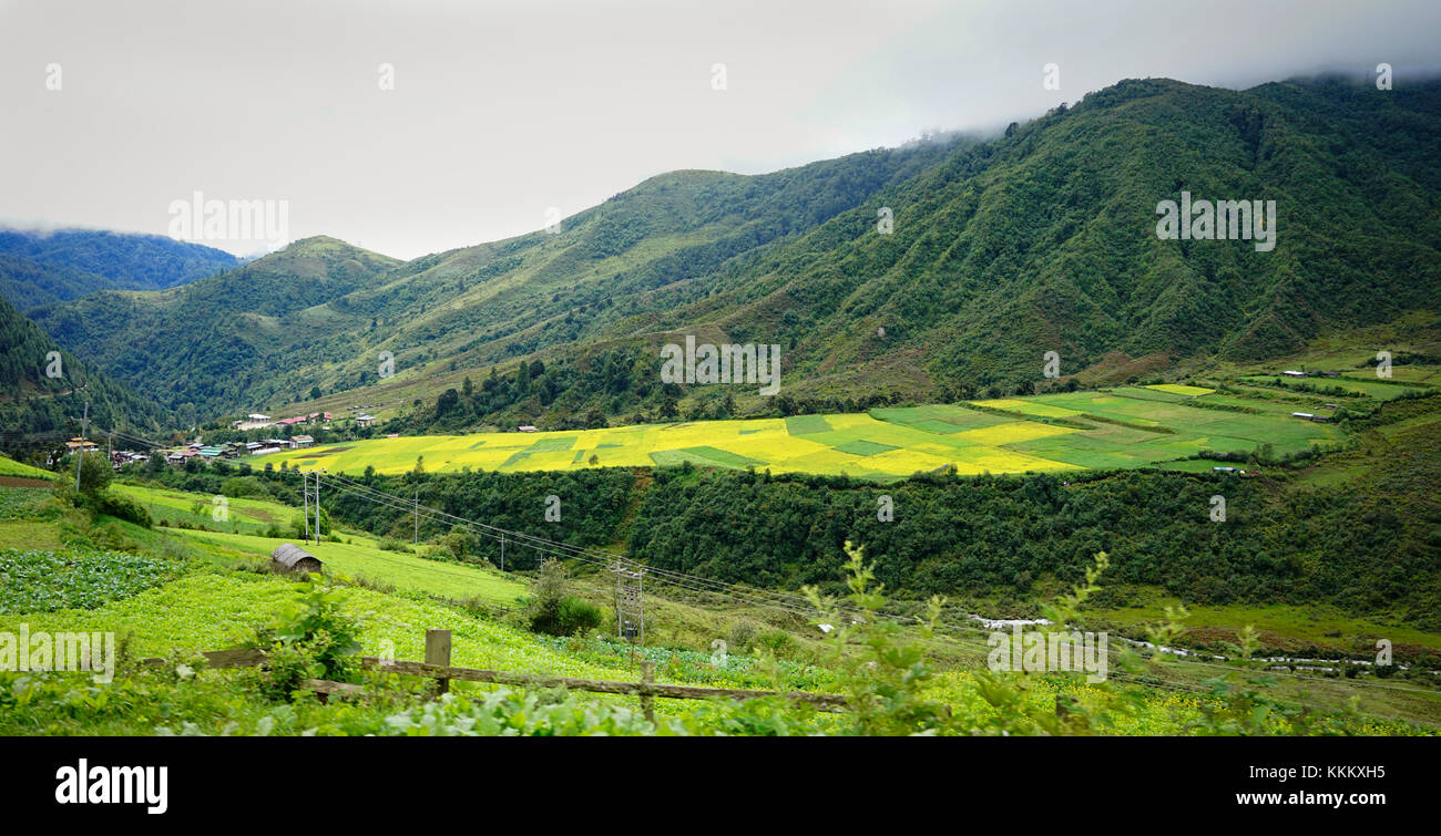 View of terraced rice field with mountain background in Trongsa, Bhutan ...