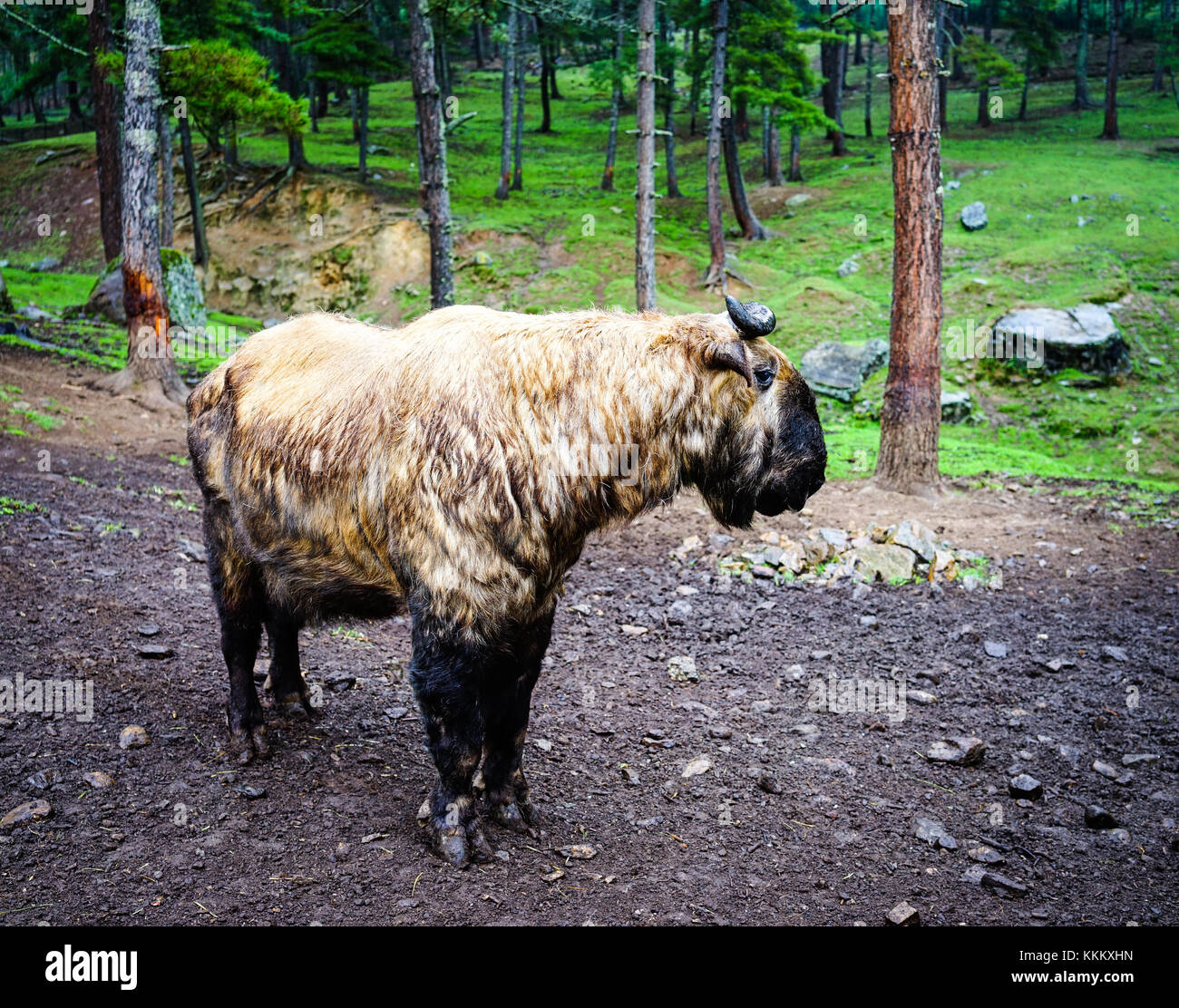 Mountain goat in bhutan hi-res stock photography and images - Alamy