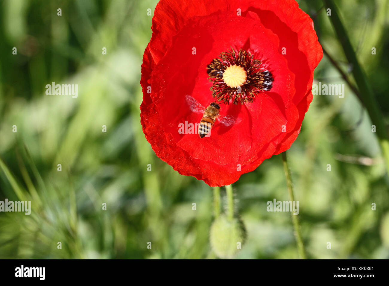 Poppy flower or papaver dubium and honey bee apis mellifera in Italy in ...