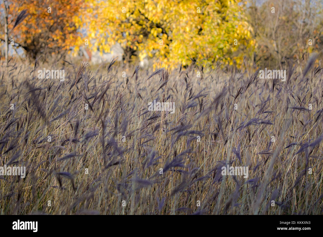 Beautiful winter nature grass hi-res stock photography and images - Alamy