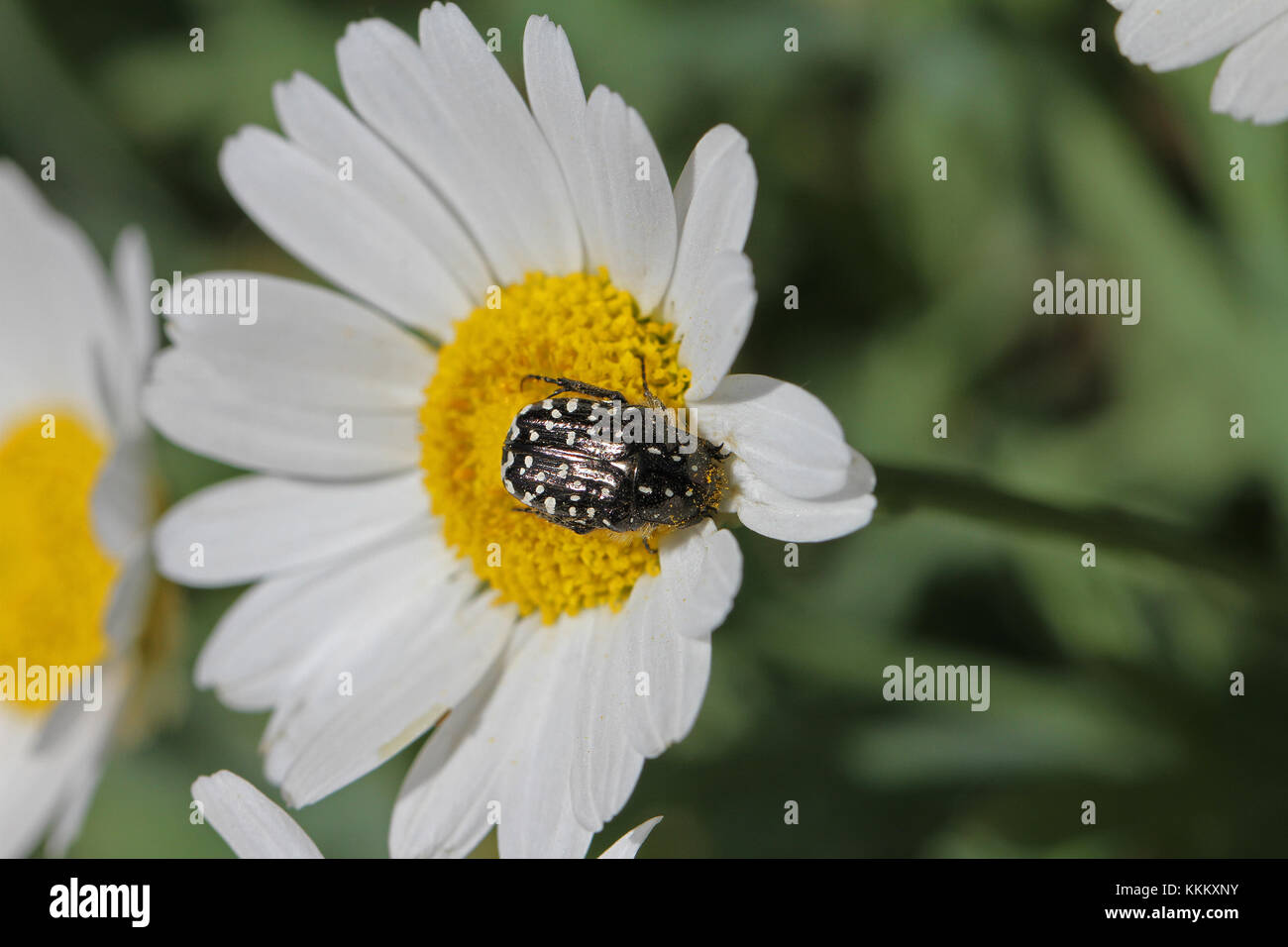chafer bug or beetle or June bug Latin name oxythyrea funesta on daisy ...