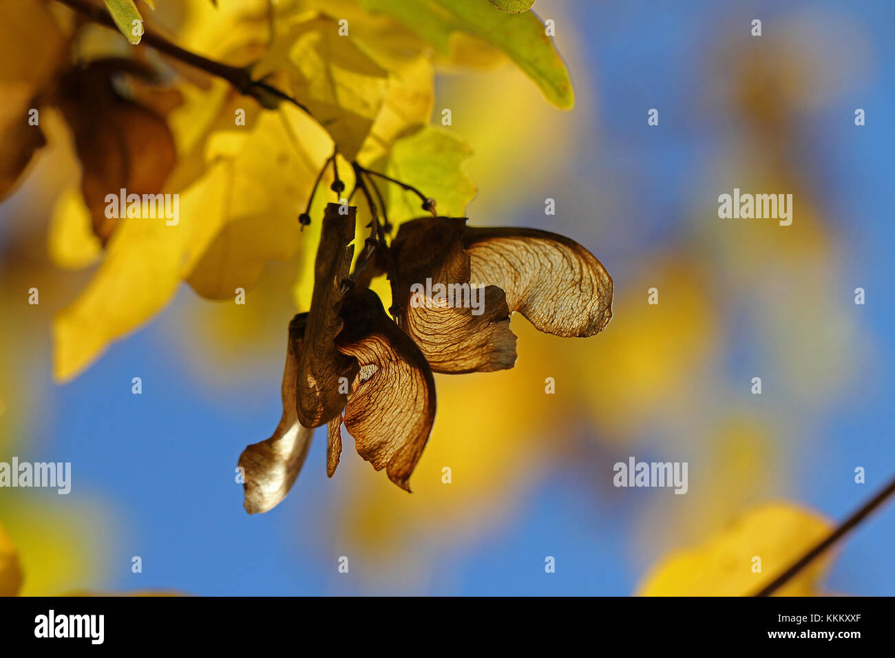 Sycamore helicopter tree hi-res stock photography and images - Alamy