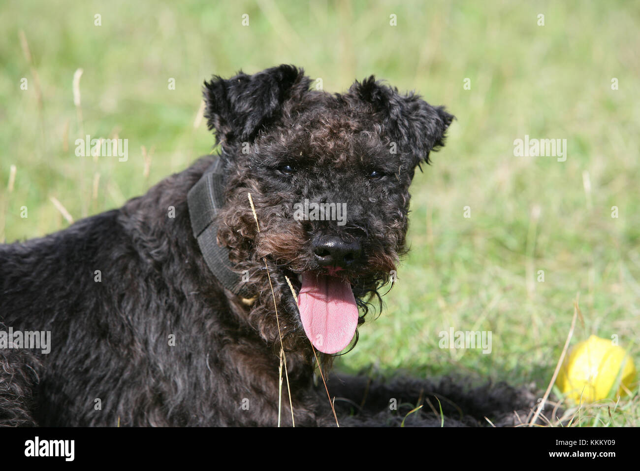 Fell Terrier High Resolution Stock Photography and Images - Alamy