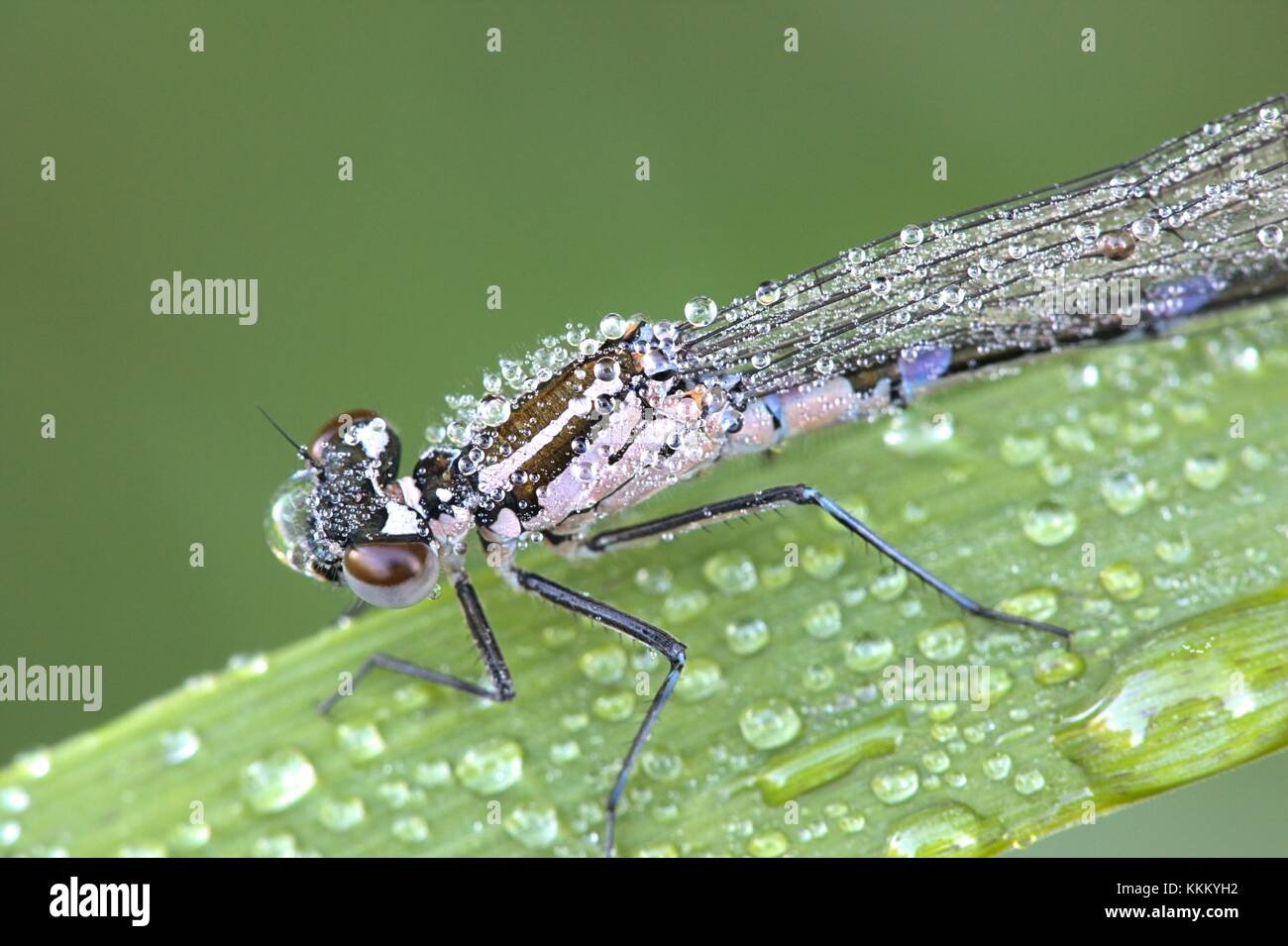 Female Variable Damselfly High Resolution Stock Photography and Images ...
