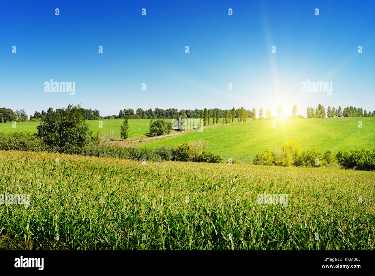 sunrise over the corn field Stock Photo - Alamy