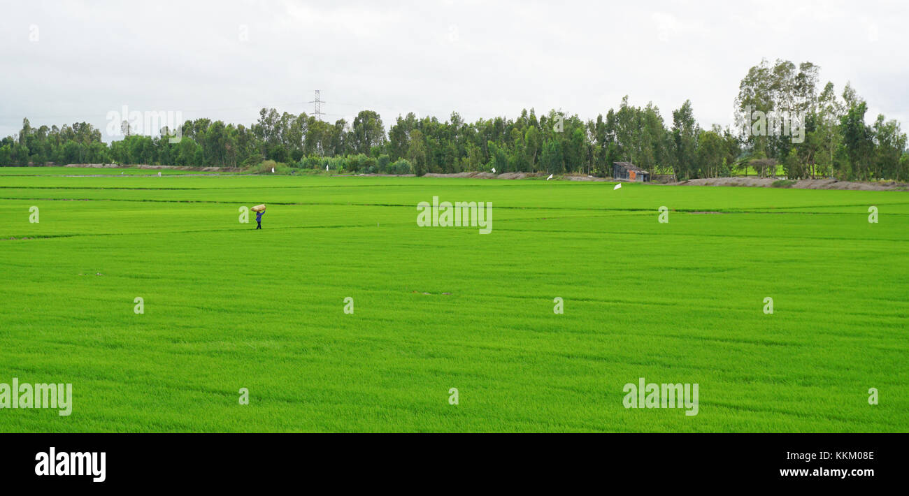 Paddy rice field in An Giang province, Mekong Delta, southern Vietnam ...