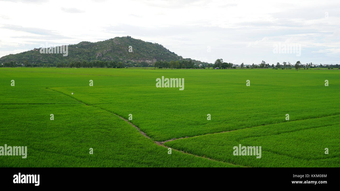 Paddy rice field in An Giang province, Mekong Delta, southern Vietnam ...