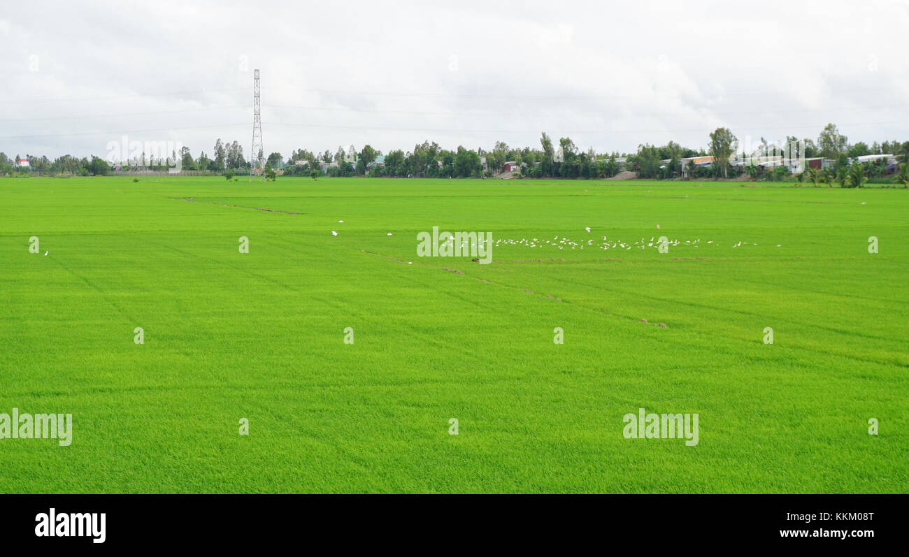Paddy rice field in An Giang province, Mekong Delta, southern Vietnam ...