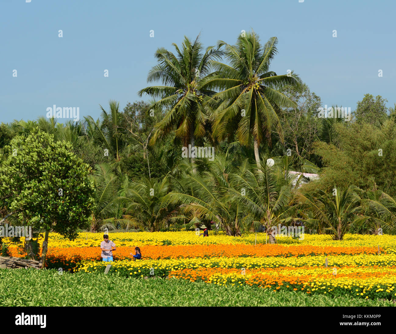 Sa Dec, Vietnam - Jan 31, 2016. Farmers working at the flower ...