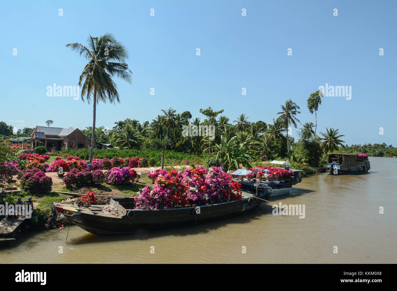 Sa Dec, Vietnam - Jan 31, 2016. Wooden boats carrying flowers on the ...
