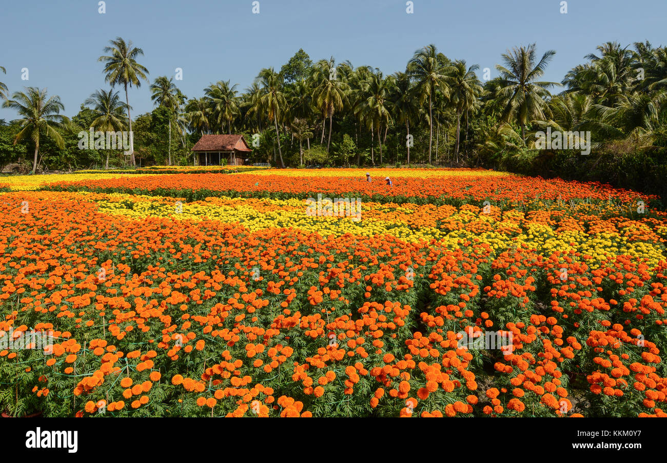 The flower plantation with a wooden house at sunny day in Sa Dec ...