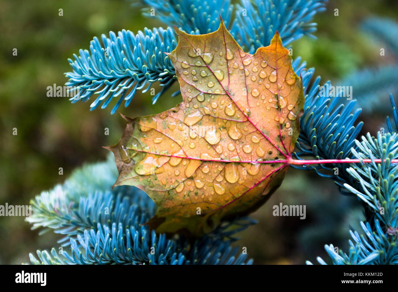 Autumn leaf with raindrops Stock Photo - Alamy