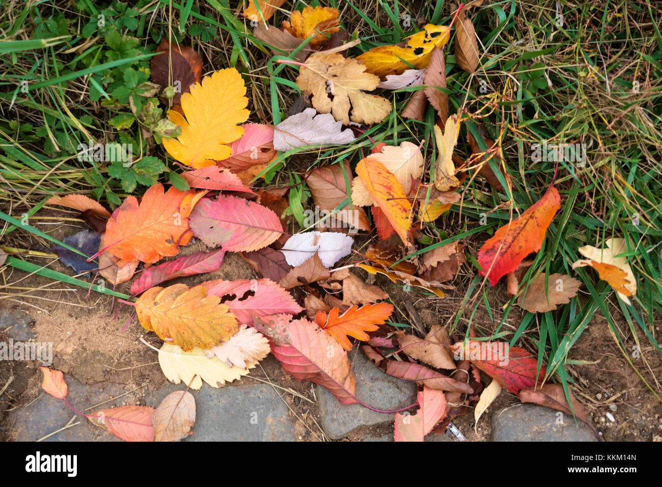 Leaf assortment in water hi-res stock photography and images - Alamy