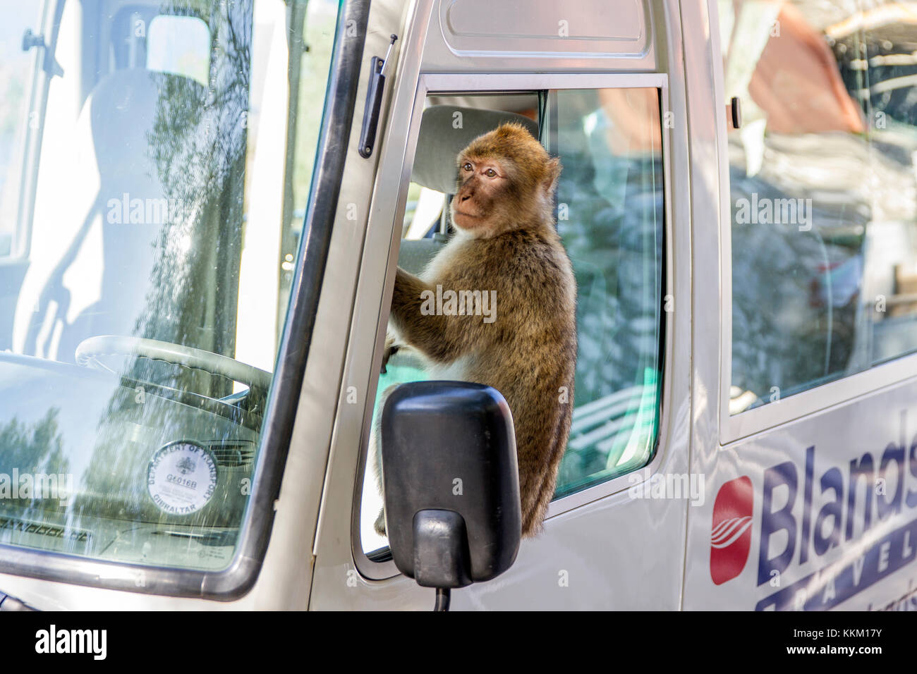 Thief monkeys hi-res stock photography and images - Alamy