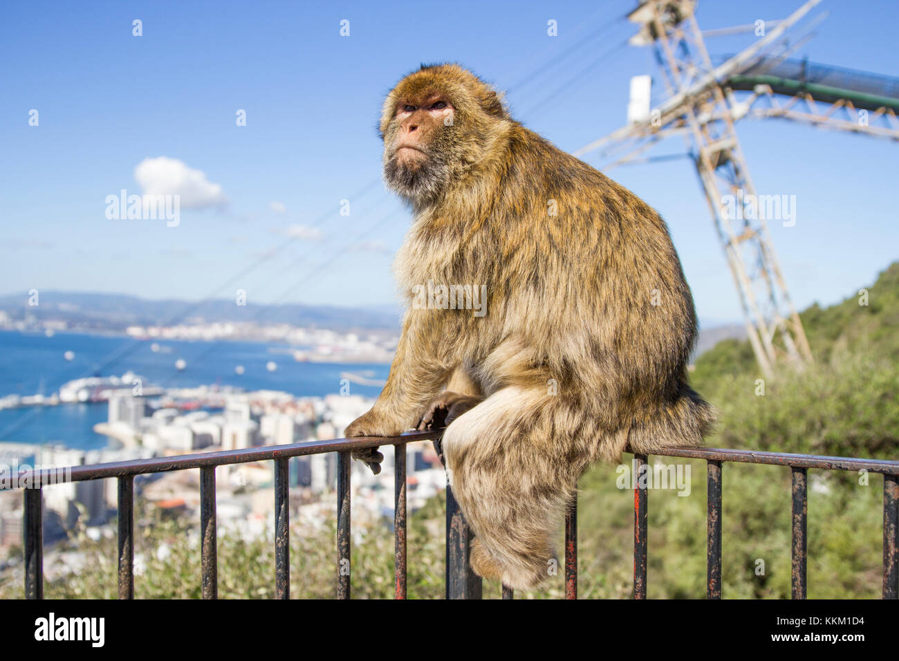 Barbary macaque monkeys in Gilbrater Stock Photo - Alamy