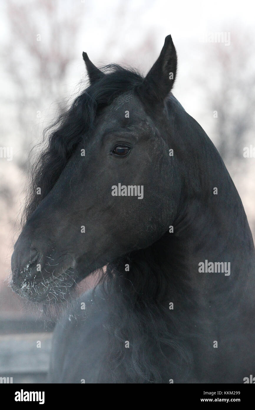 Friesian Horse Standing Stock Photos & Friesian Horse Standing Stock ...
